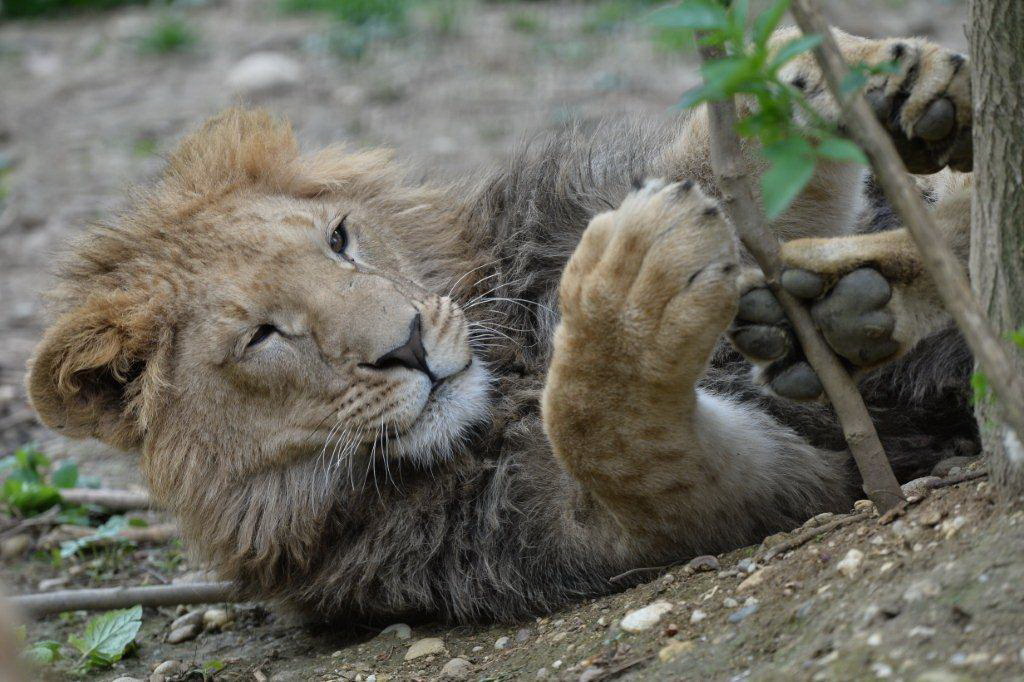 Tierpark Stadt Haag – Top Ausflug